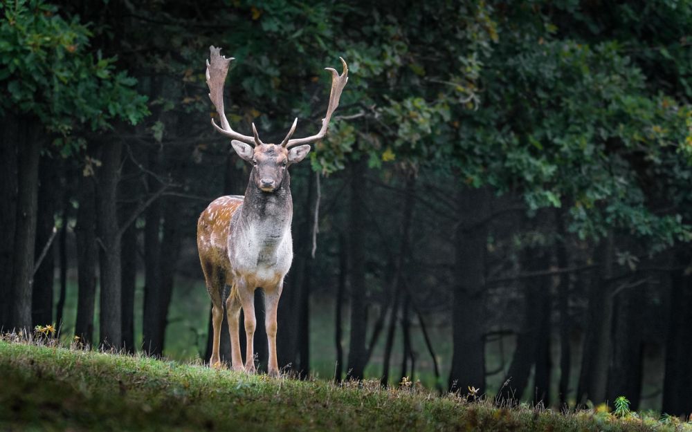 Fakta om igelkotten: En grundlig översikt